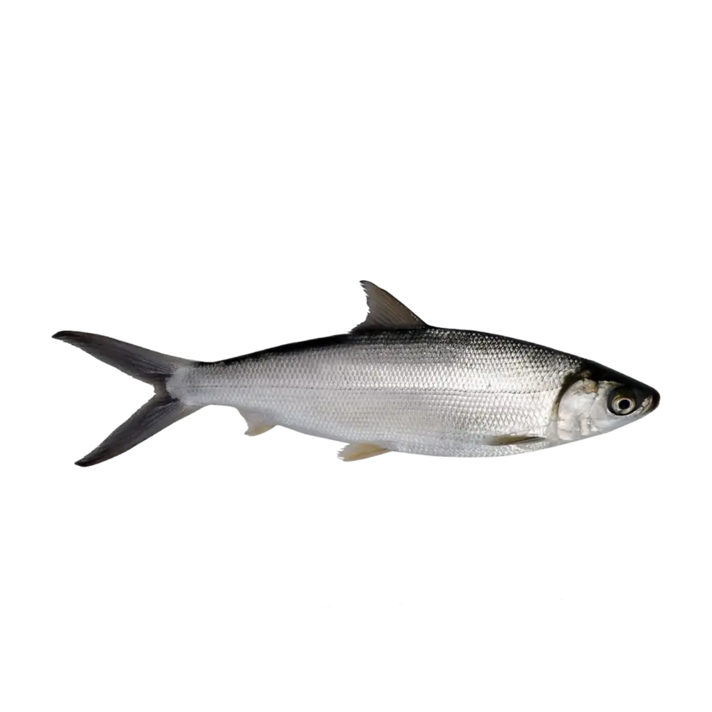 Buy Best Milk fish Online in Dubai